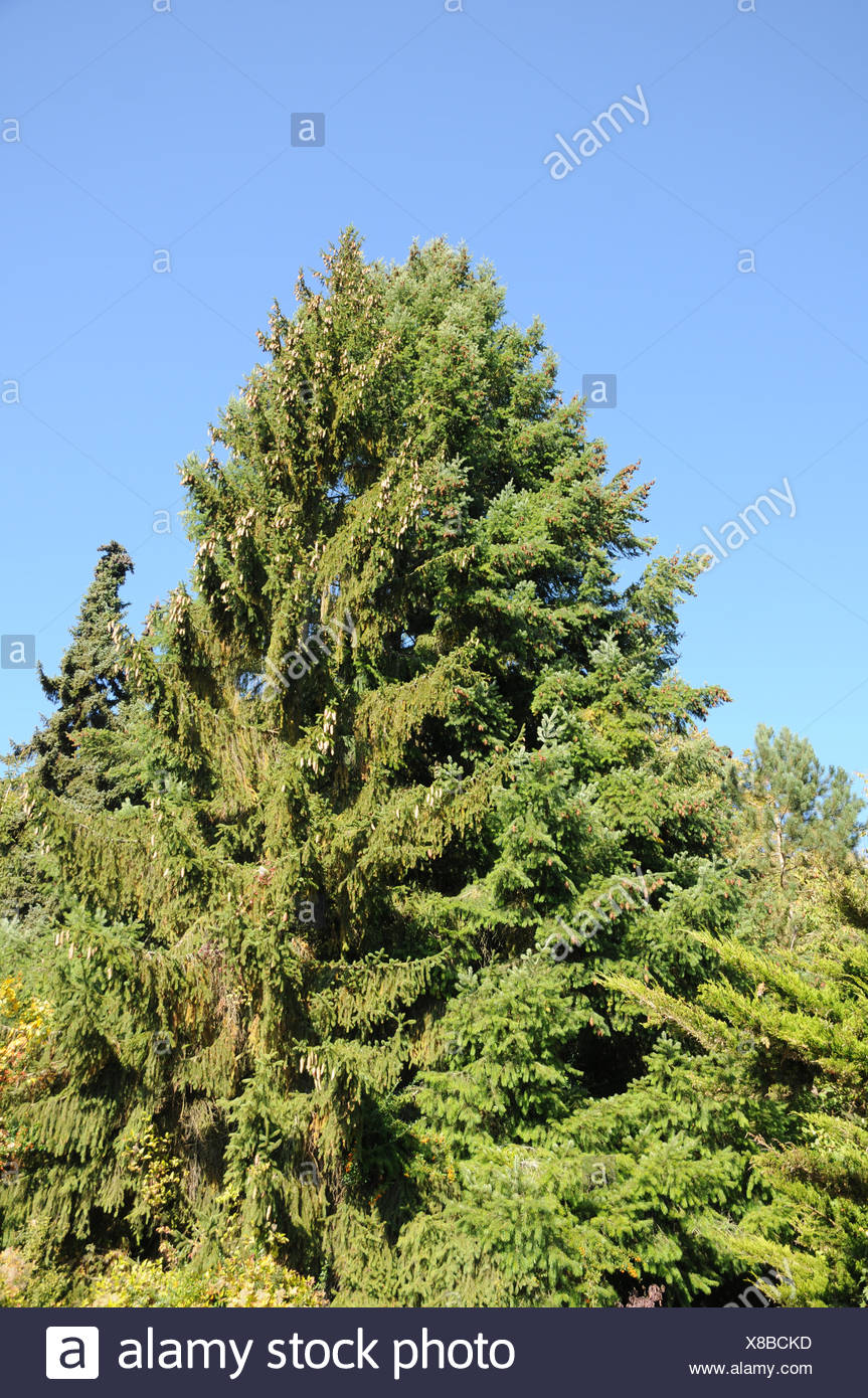Douglas Fir High Resolution Stock Photography and Images - Alamy