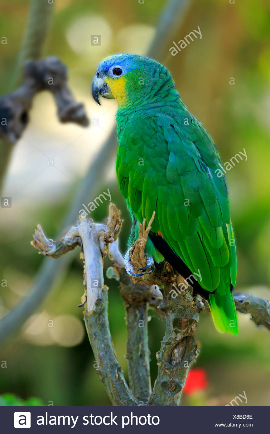 Amazons Birds High Resolution Stock Photography and Images - Alamy