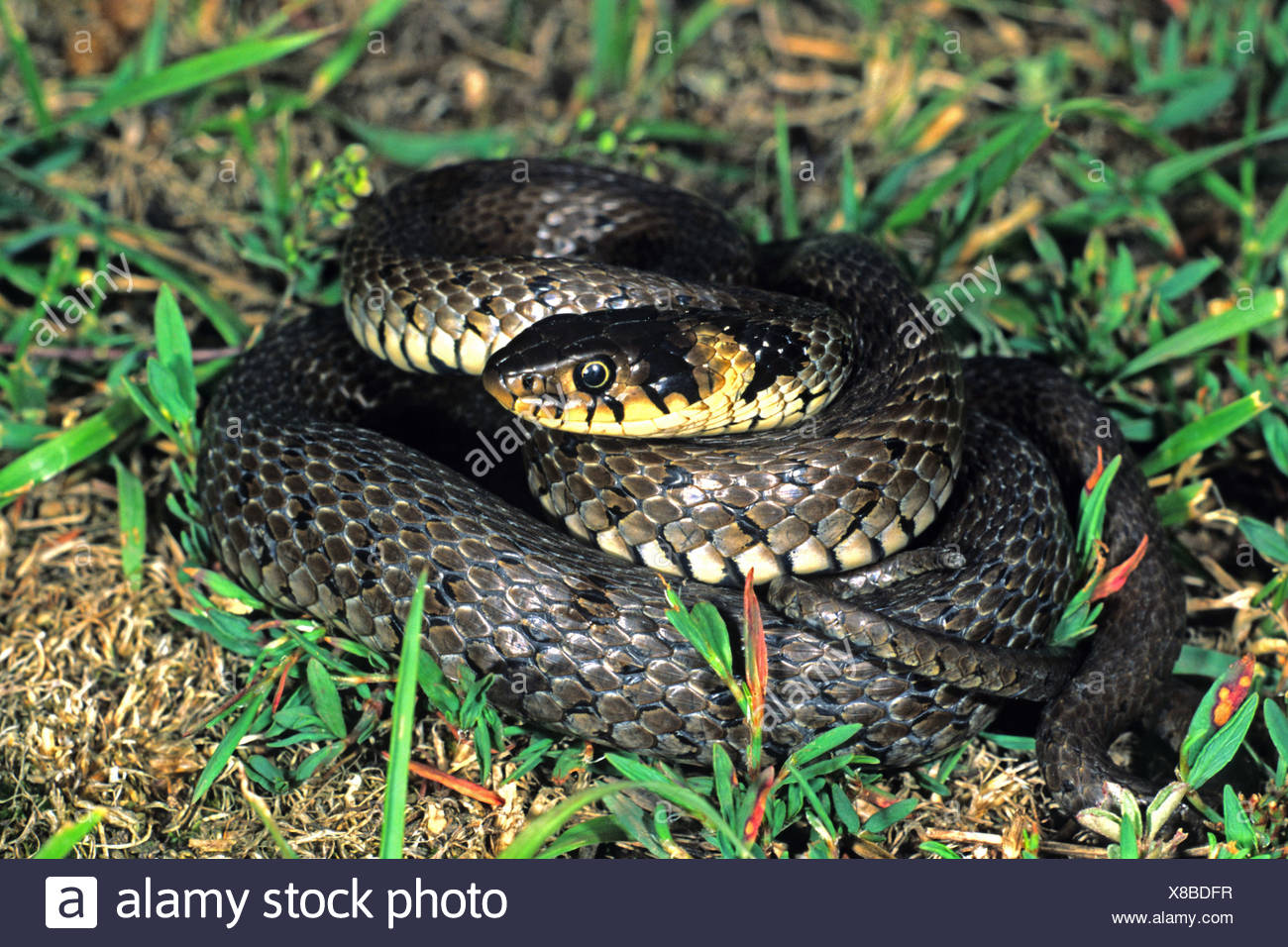 Defensive Snake High Resolution Stock Photography and Images - Alamy