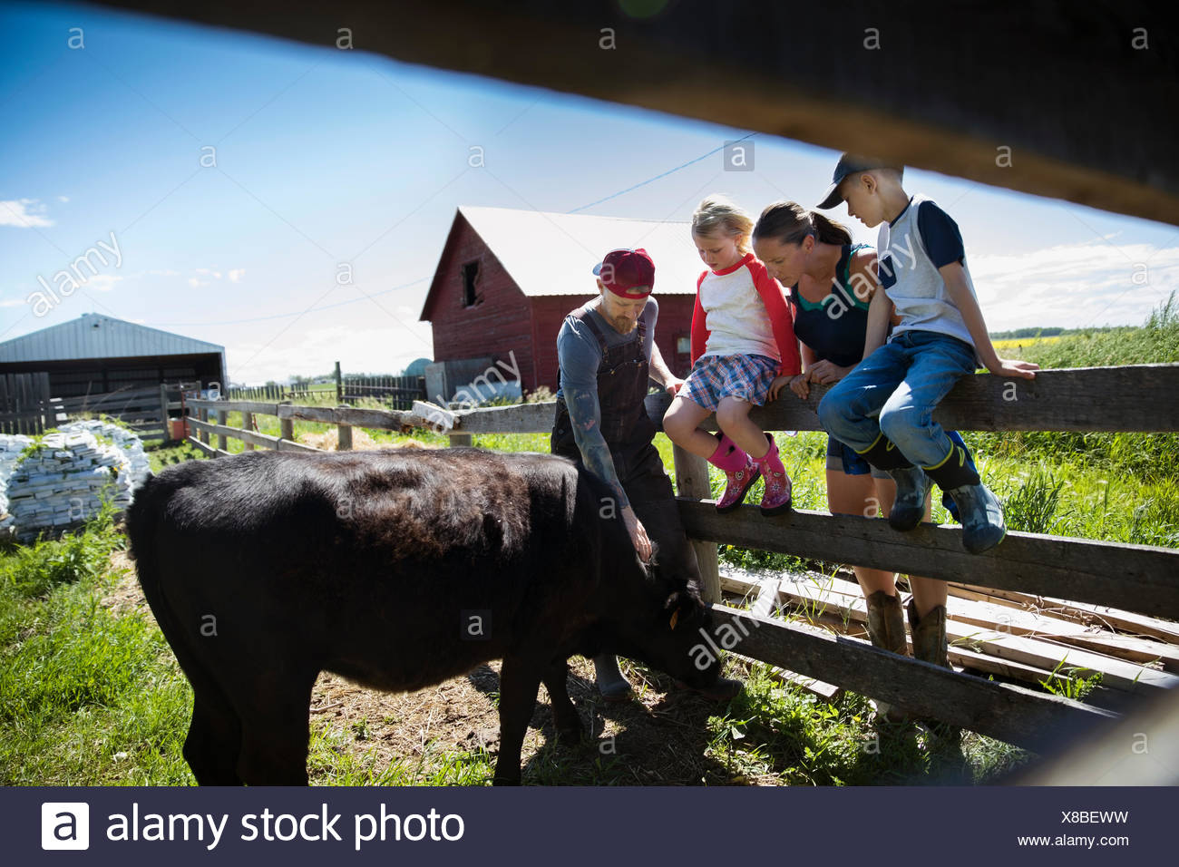 Cow Sitting Down Stock Photos & Cow Sitting Down Stock Images - Alamy