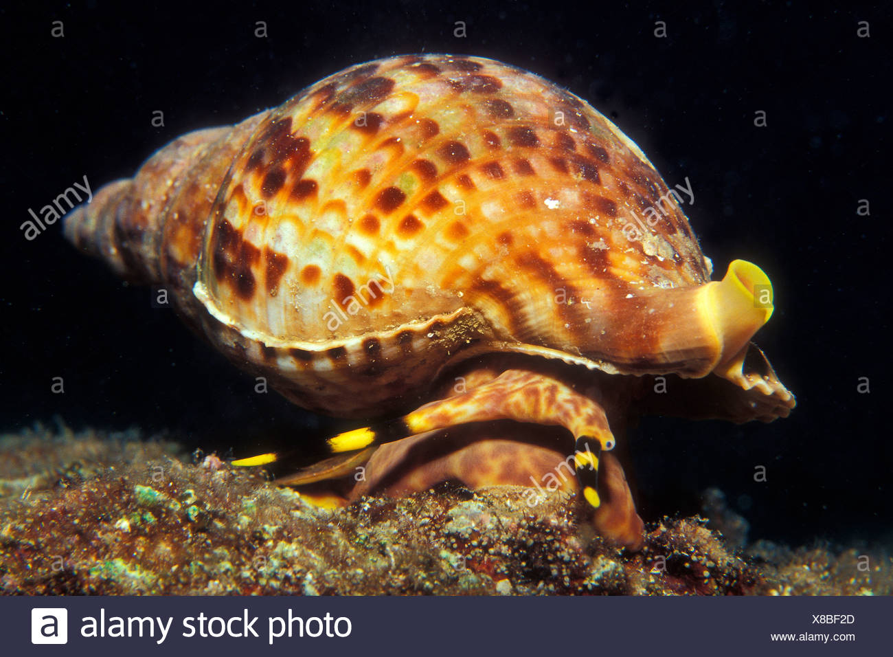 Trumpet Shells High Resolution Stock Photography and Images - Alamy