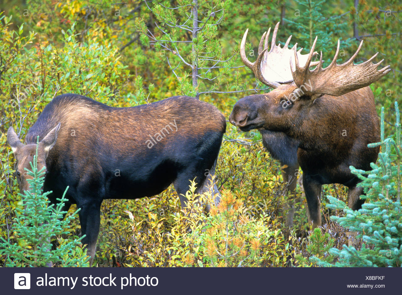 Moose Male Female Stock Photos & Moose Male Female Stock Images - Alamy