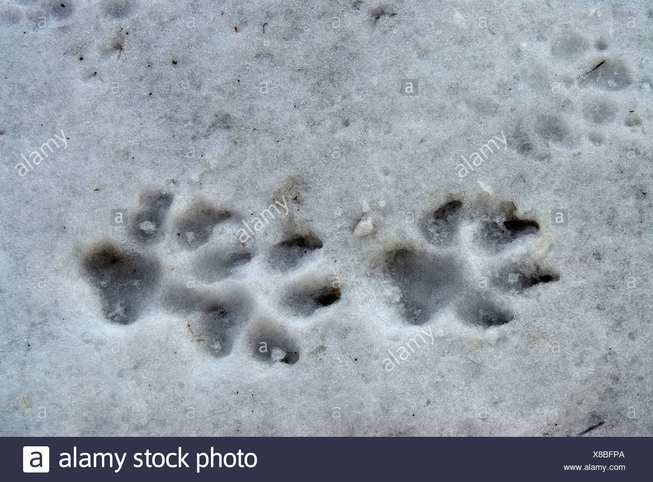 Wolf Footprint High Resolution Stock Photography and Images - Alamy
