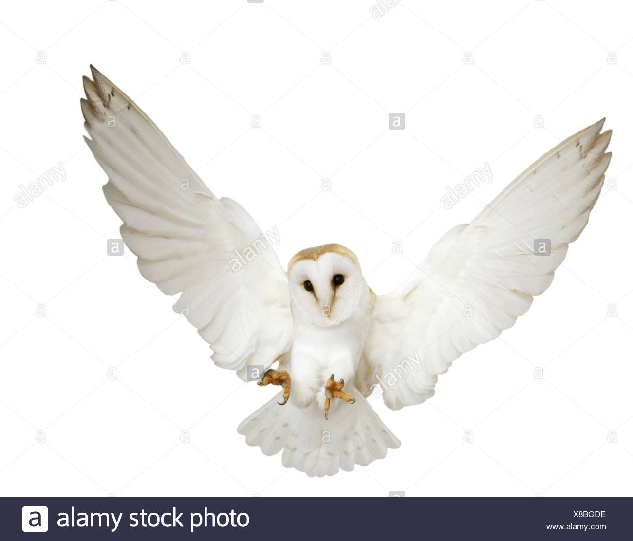 Cut Owl High Resolution Stock Photography and Images - Alamy
