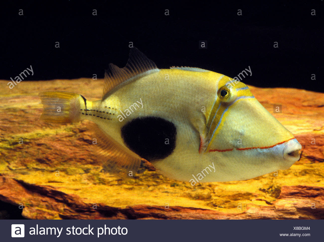 Blackbelly Stock Photos & Blackbelly Stock Images - Alamy