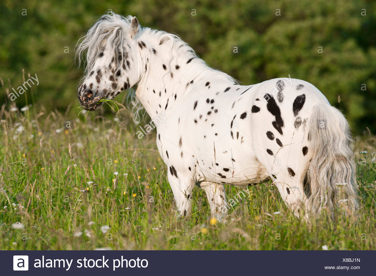 Appaloosas Horse Stock Photos & Appaloosas Horse Stock Images - Alamy