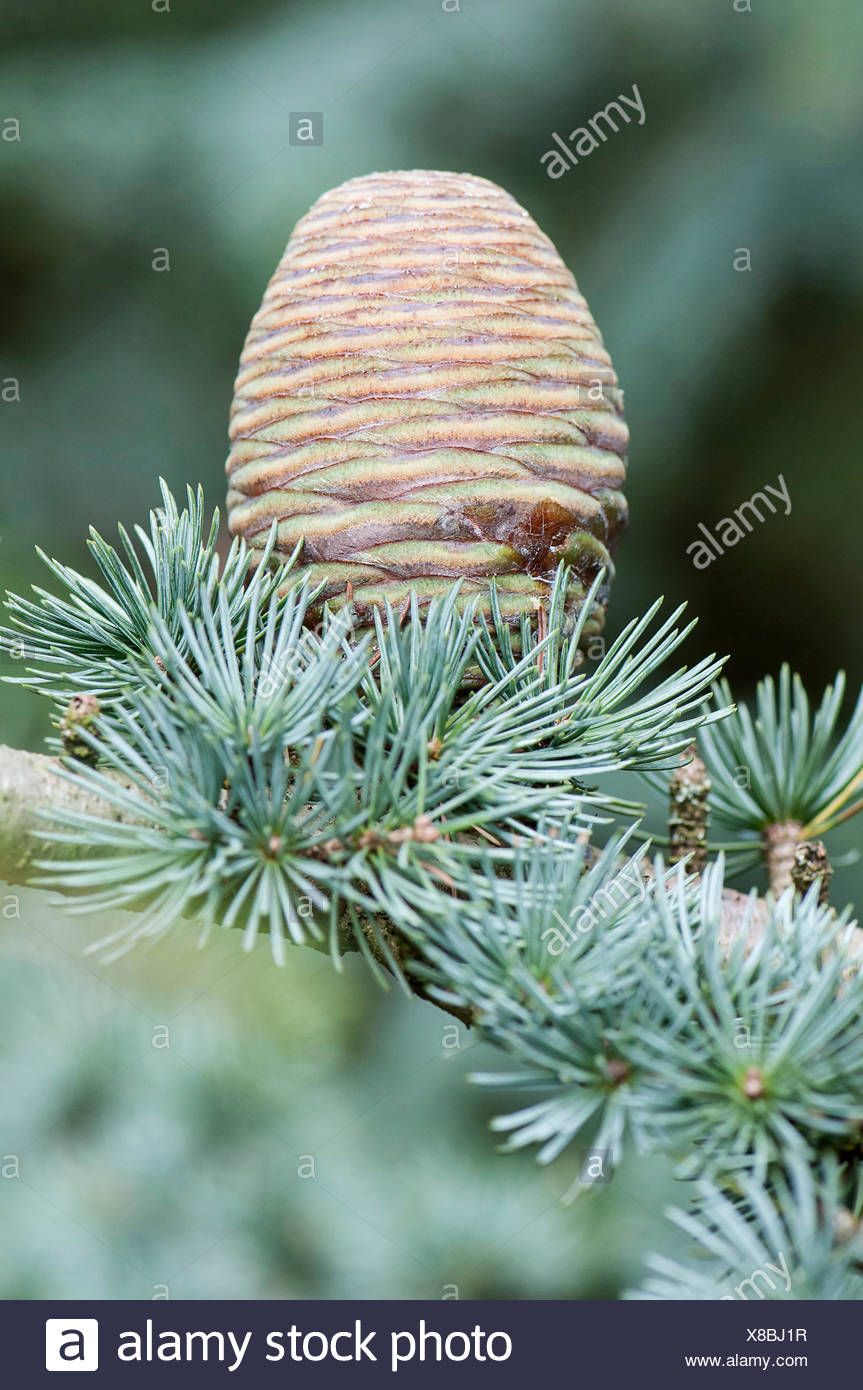 Atlas Cedar Cedrus Atlantica High Resolution Stock Photography and Images - Alamy
