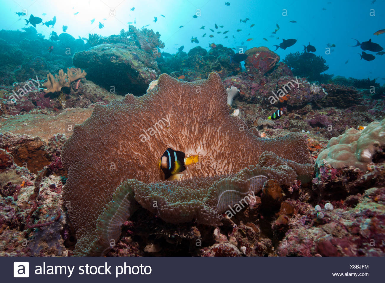 Orange Fin Clownfish High Resolution Stock Photography and Images - Alamy