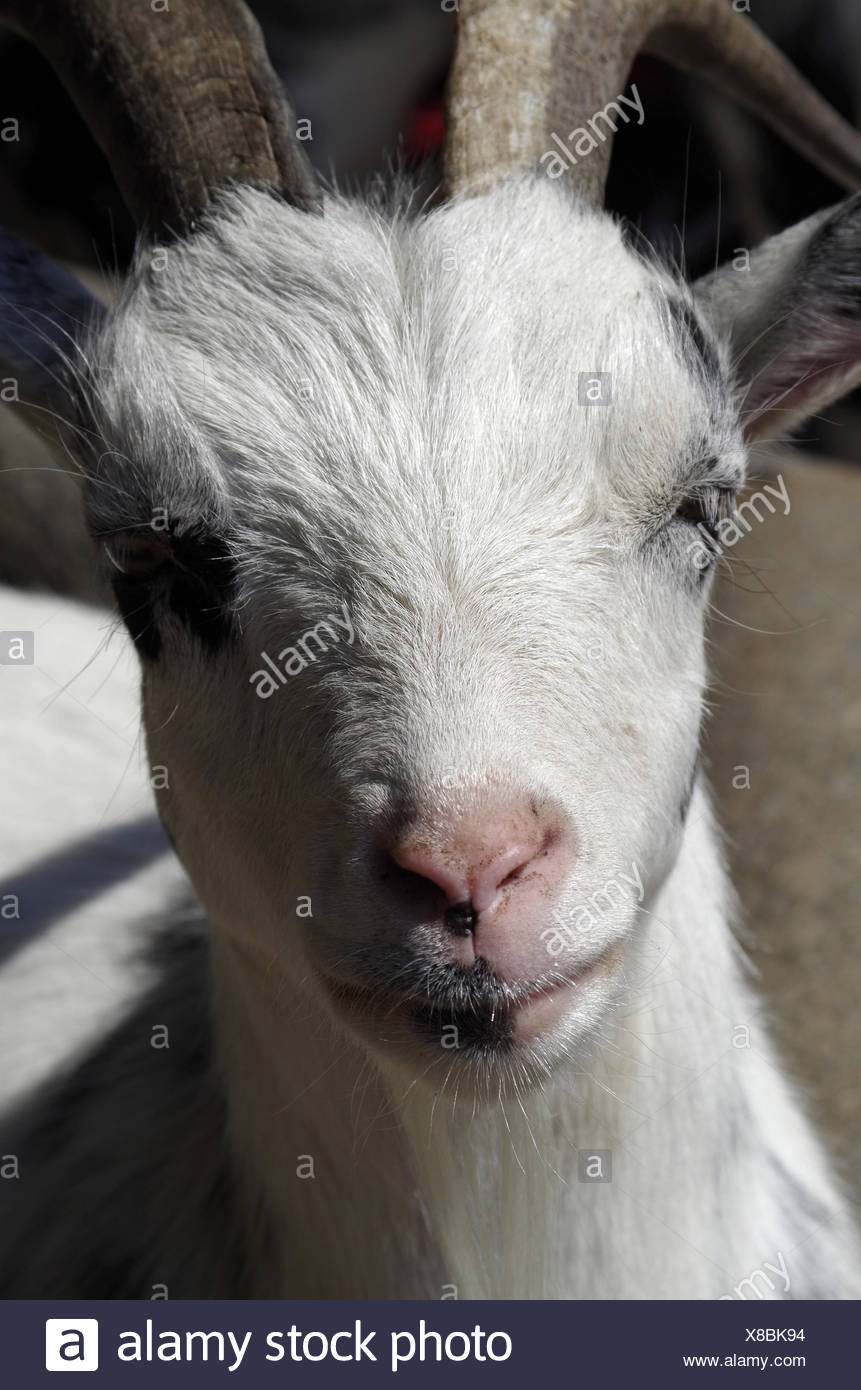 White Billy Goat Stock Photos & White Billy Goat Stock Images - Alamy