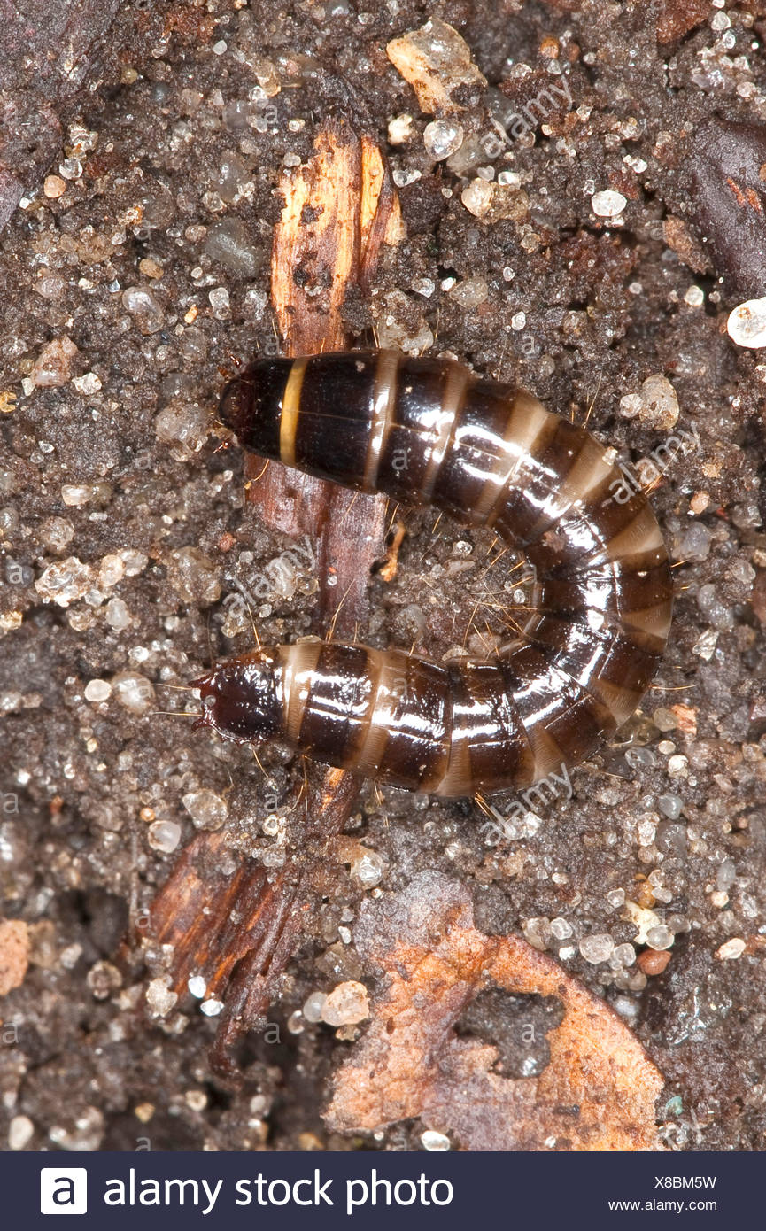 Click Beetles High Resolution Stock Photography and Images - Alamy