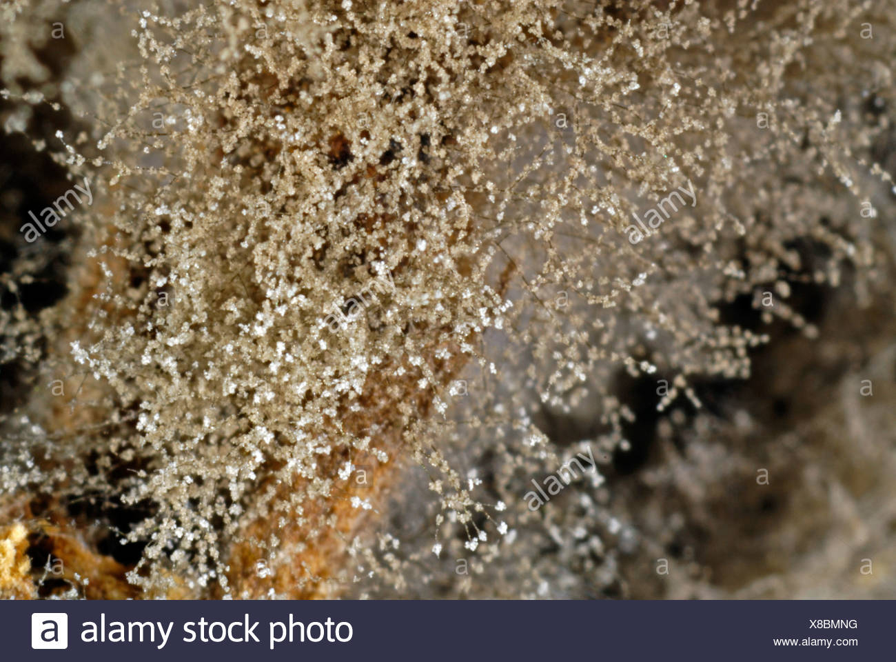 Grey Mould Botrytis Cinerea Mycelium Stock Photos & Grey Mould Botrytis ...
