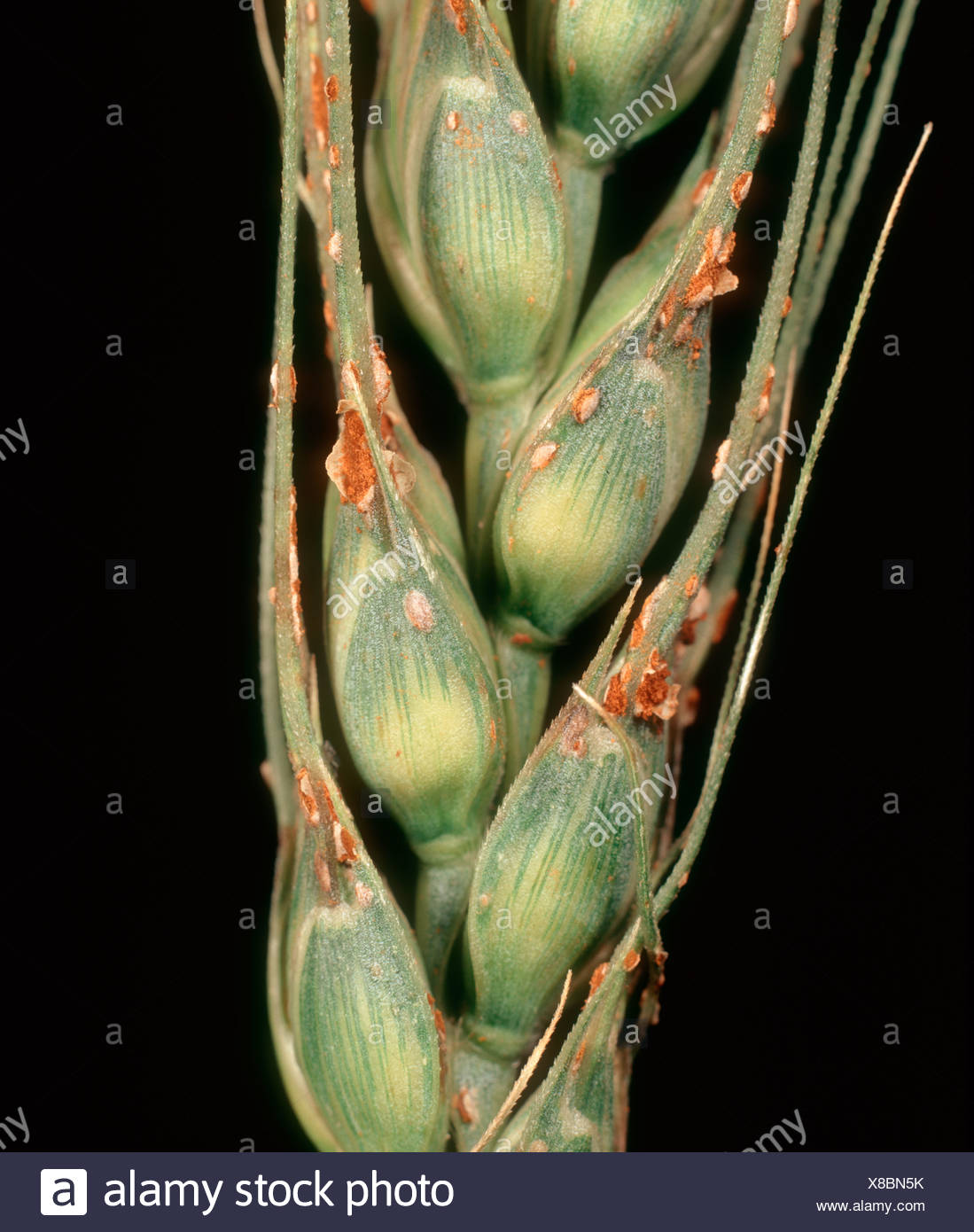 Puccinia Graminis High Resolution Stock Photography and Images - Alamy
