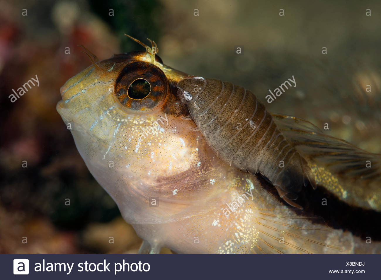 Parasitic Fish Isopod High Resolution Stock Photography and Images - Alamy