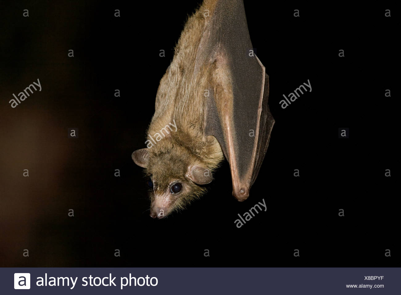 Egyptian Themes High Resolution Stock Photography and Images - Alamy