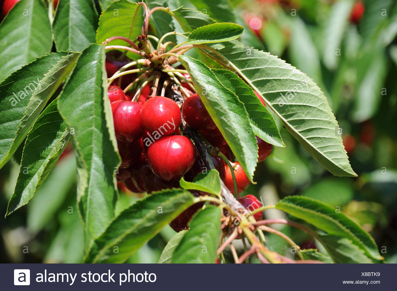 Lapins Cherry Stock Photos & Lapins Cherry Stock Images - Alamy