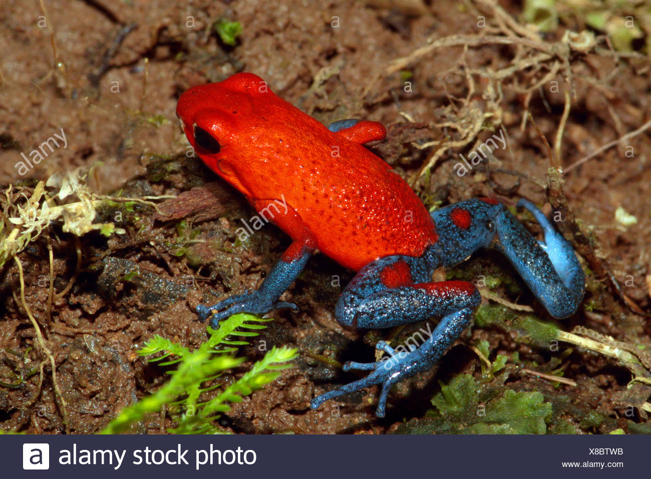 Red And Blue Poison Dart Frog High Resolution Stock Photography and ...