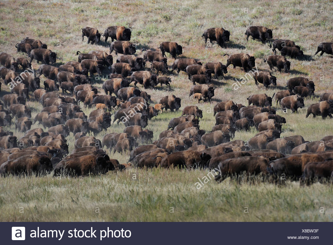 Stampede Bison High Resolution Stock Photography and Images - Alamy