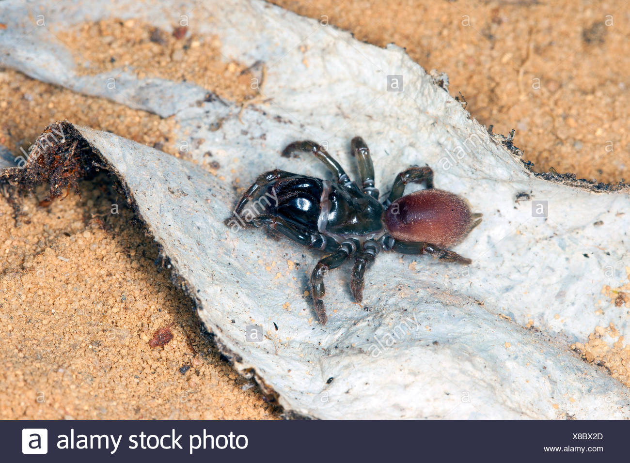 Purse Web Spider High Resolution Stock Photography and Images - Alamy