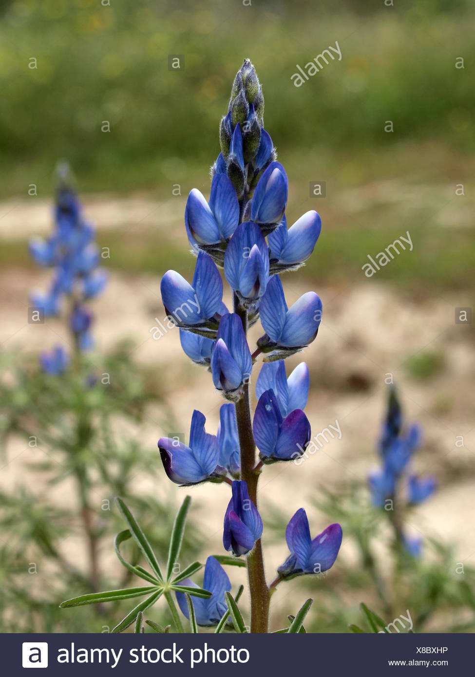 Blue Lupin High Resolution Stock Photography and Images - Alamy