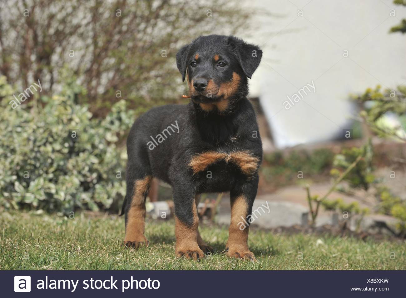 Beauceron Dog Stock Photos & Beauceron Dog Stock Images - Alamy