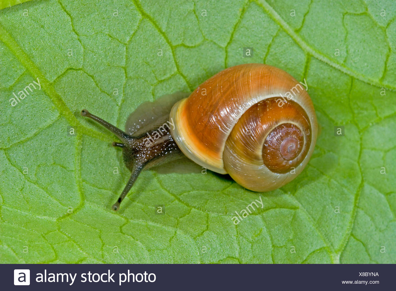 Banded Garden Snail High Resolution Stock Photography and Images - Alamy