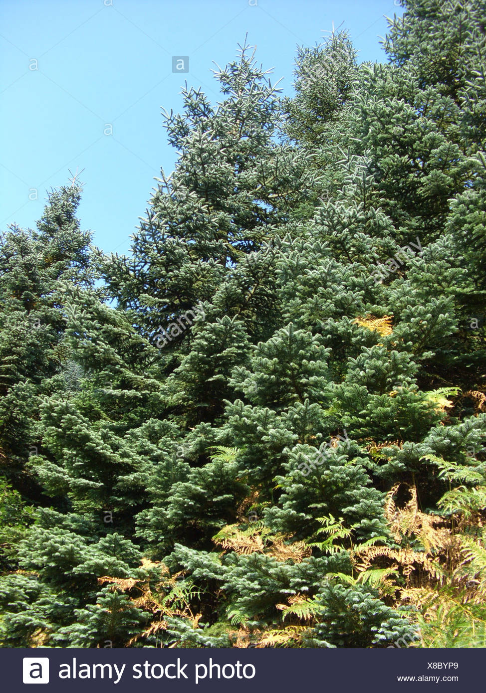 Concolor Fir High Resolution Stock Photography and Images - Alamy