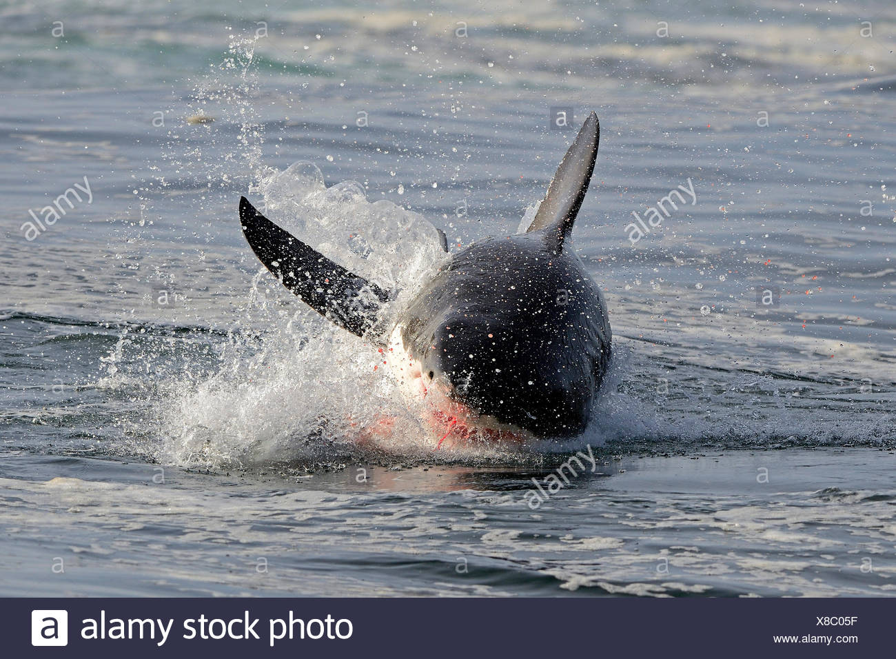 Blood Beach High Resolution Stock Photography and Images - Alamy