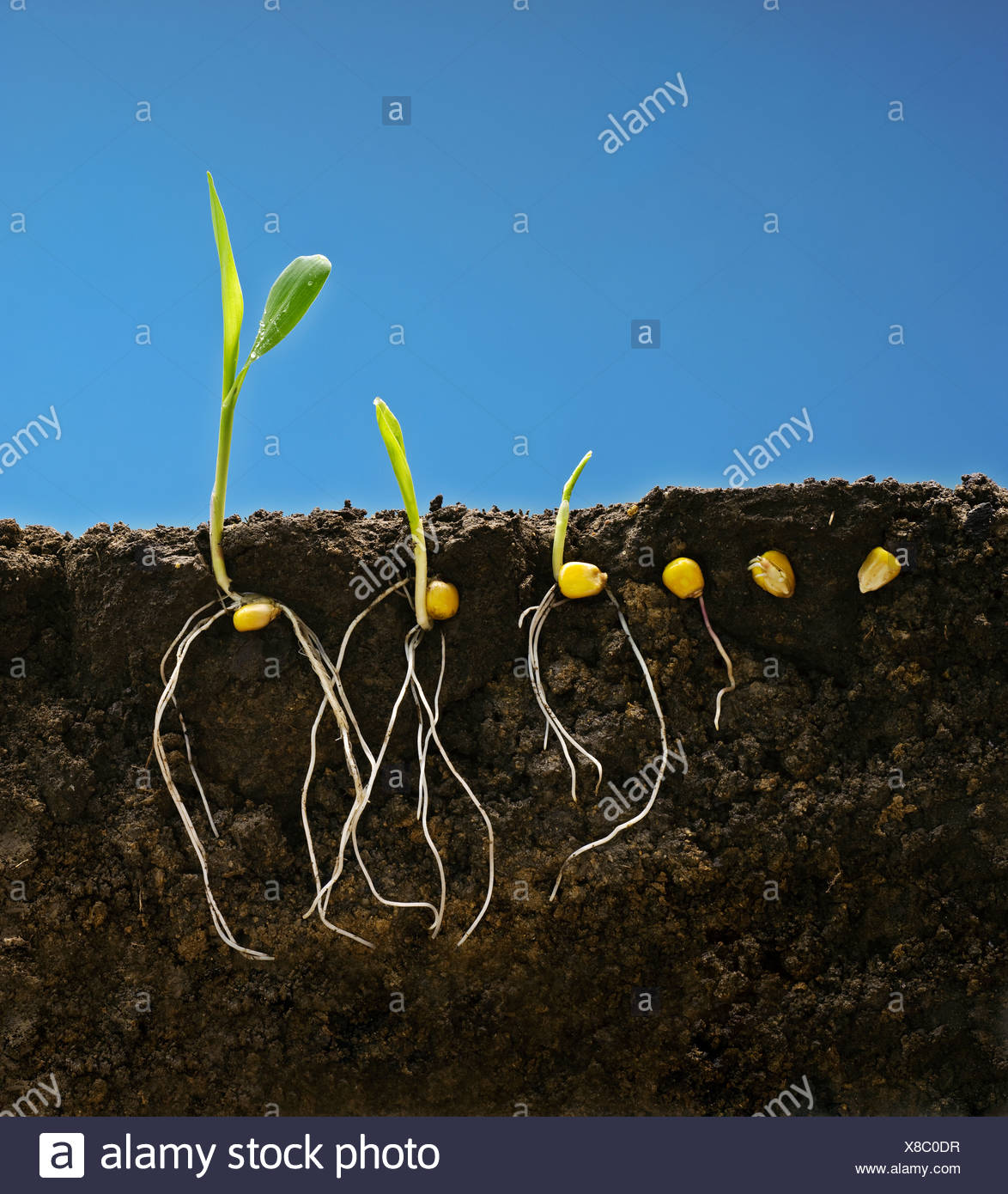 Root System Soil High Resolution Stock Photography and Images - Alamy