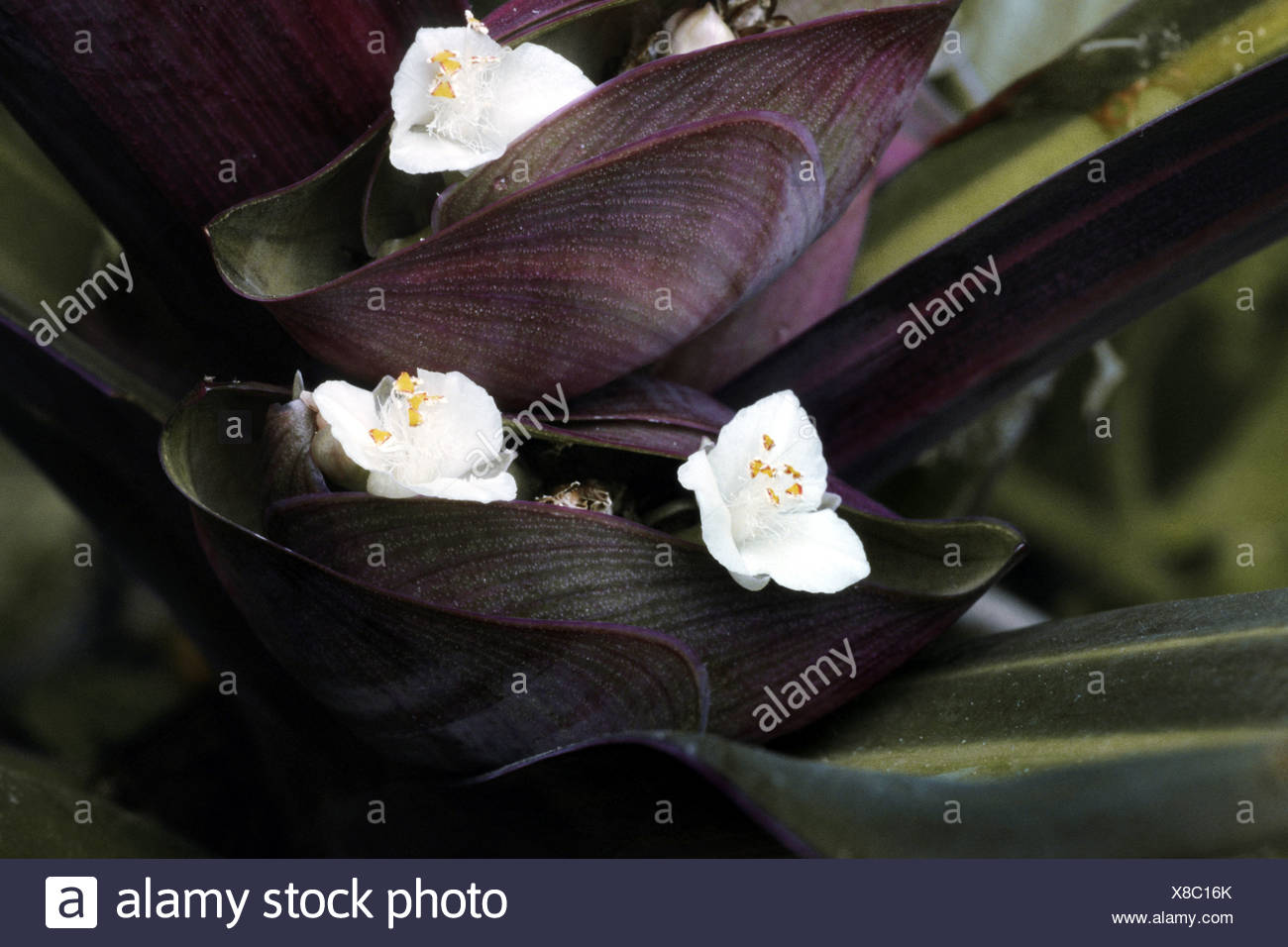Cradle Of Moses High Resolution Stock Photography and Images - Alamy