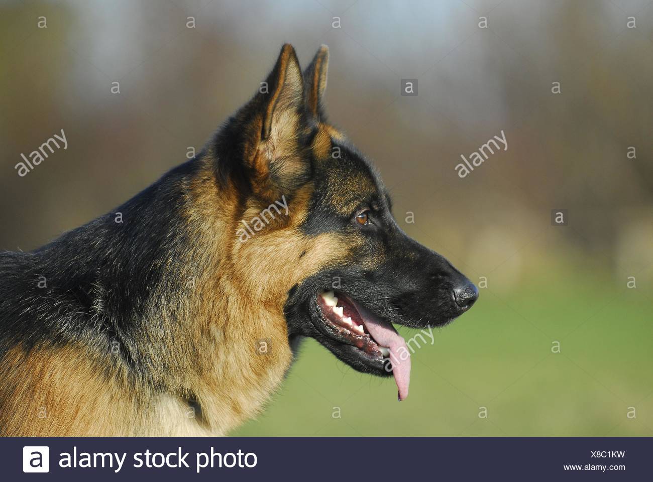 Profile Portrait Of German Shepherd Dog High Resolution Stock ...