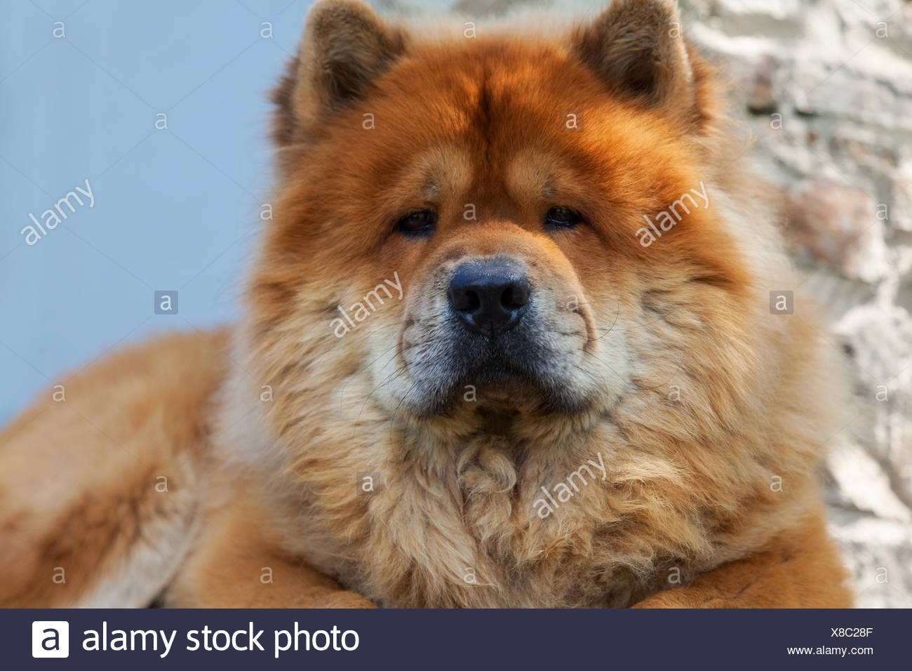 Chinese Guard Dog High Resolution Stock Photography and Images - Alamy