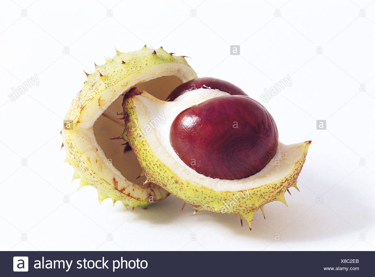 Horse Chestnut Shell High Resolution Stock Photography and Images - Alamy