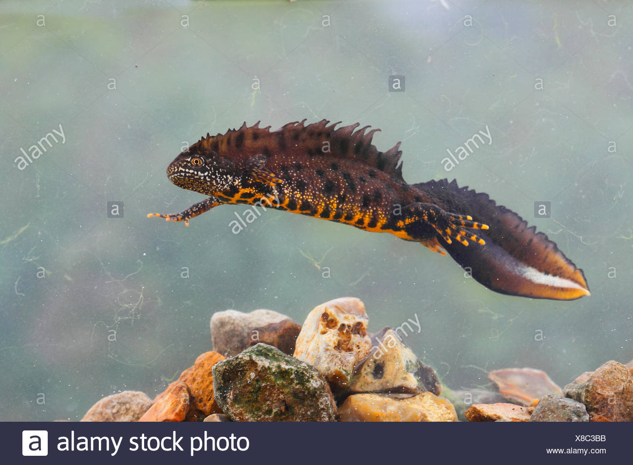 Newt Swimming High Resolution Stock Photography and Images - Alamy