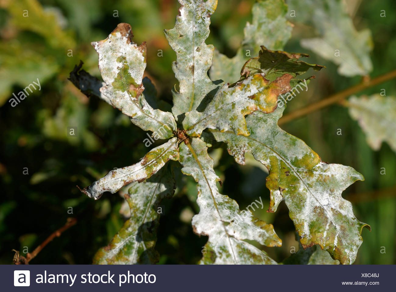 Diseased Oak Leaves High Resolution Stock Photography and Images - Alamy