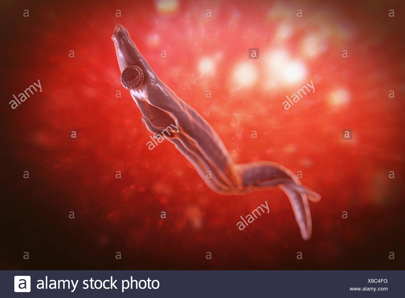 Schistosoma High Resolution Stock Photography and Images - Alamy