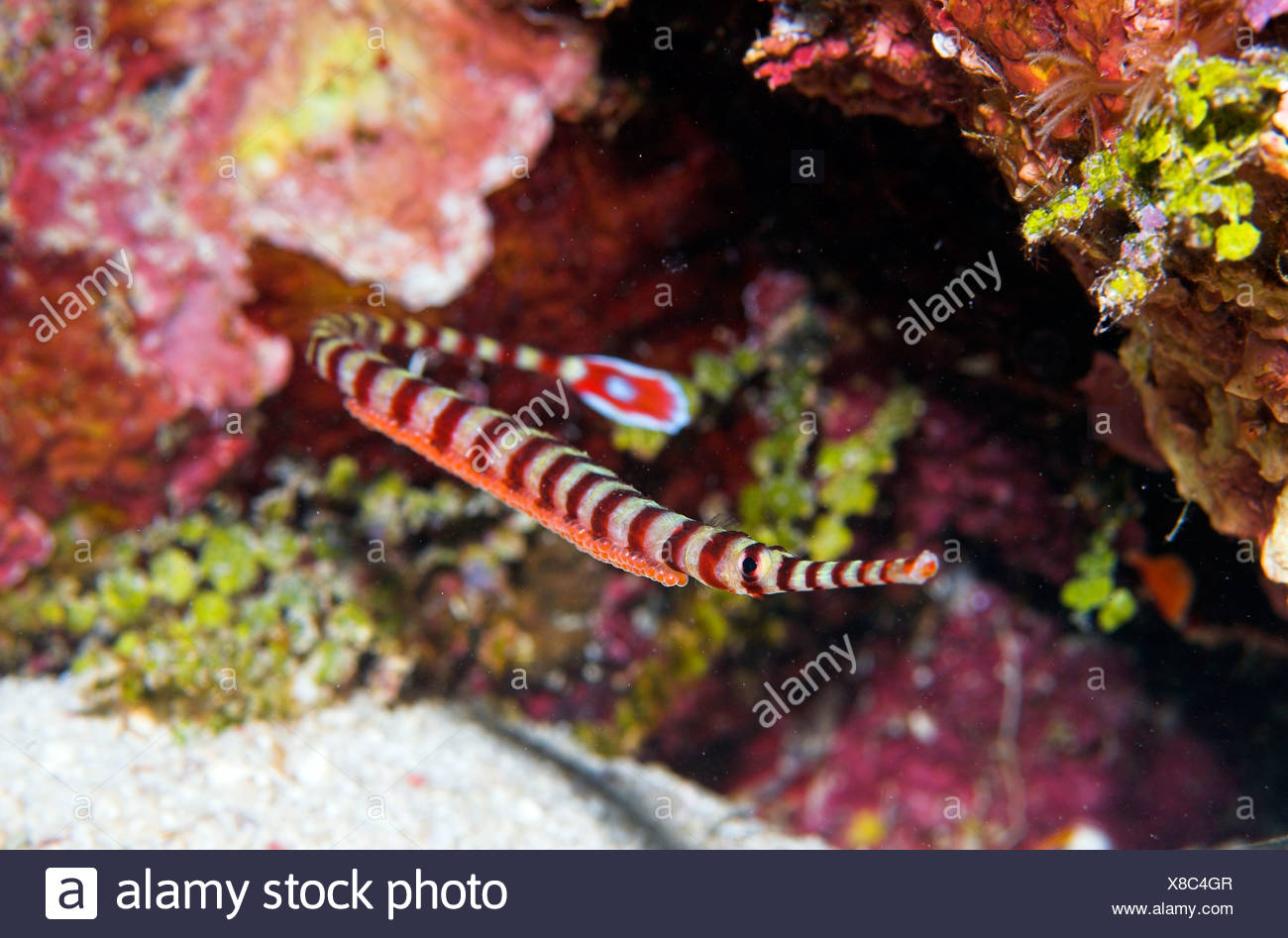 Doryrhamphus Dactyliophorus High Resolution Stock Photography and ...
