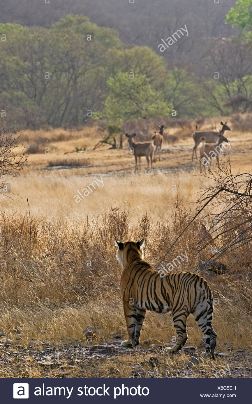 Tiger Hunting Prey High Resolution Stock Photography and Images - Alamy