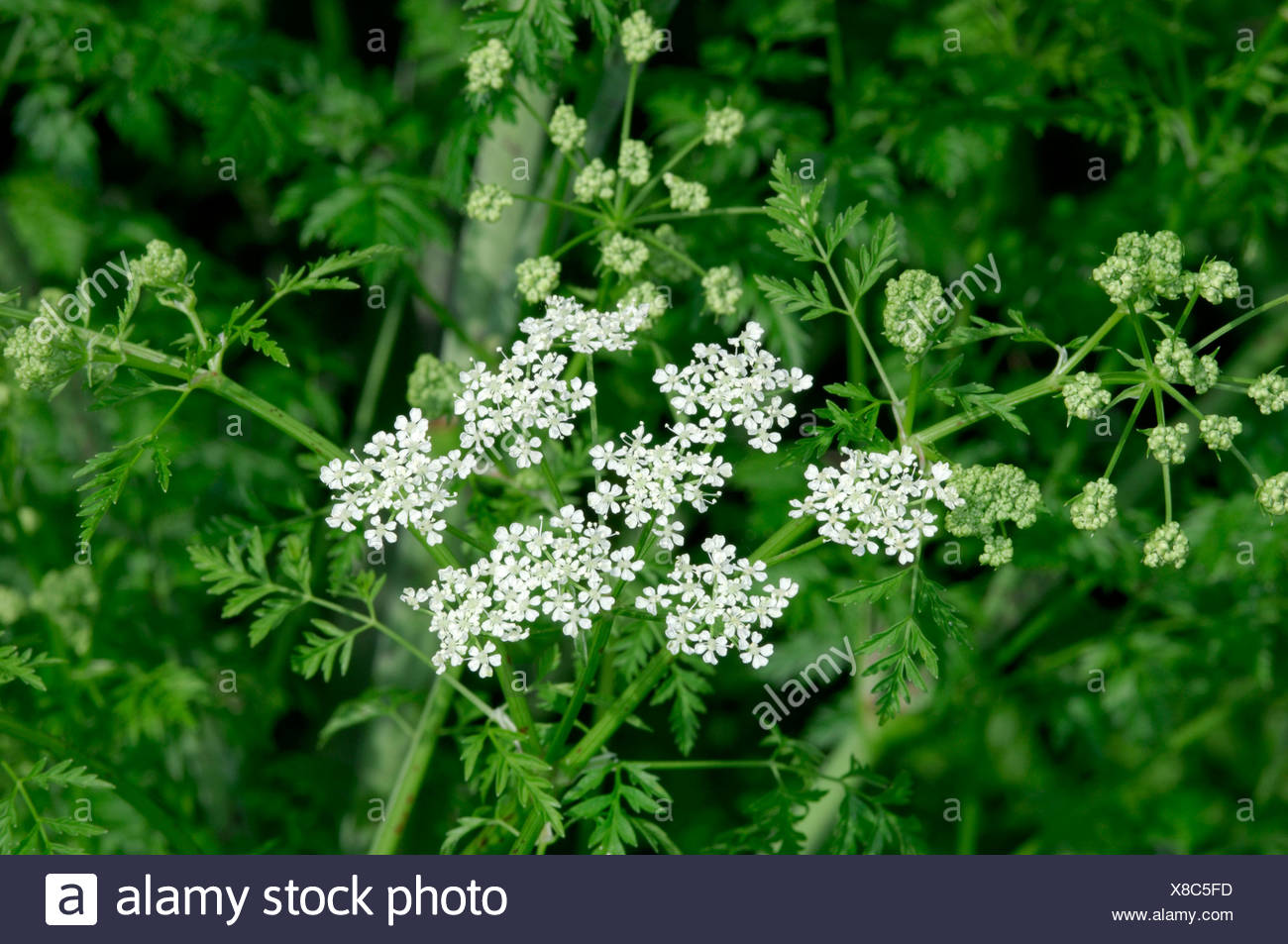 Conium Maculatum High Resolution Stock Photography and Images - Alamy