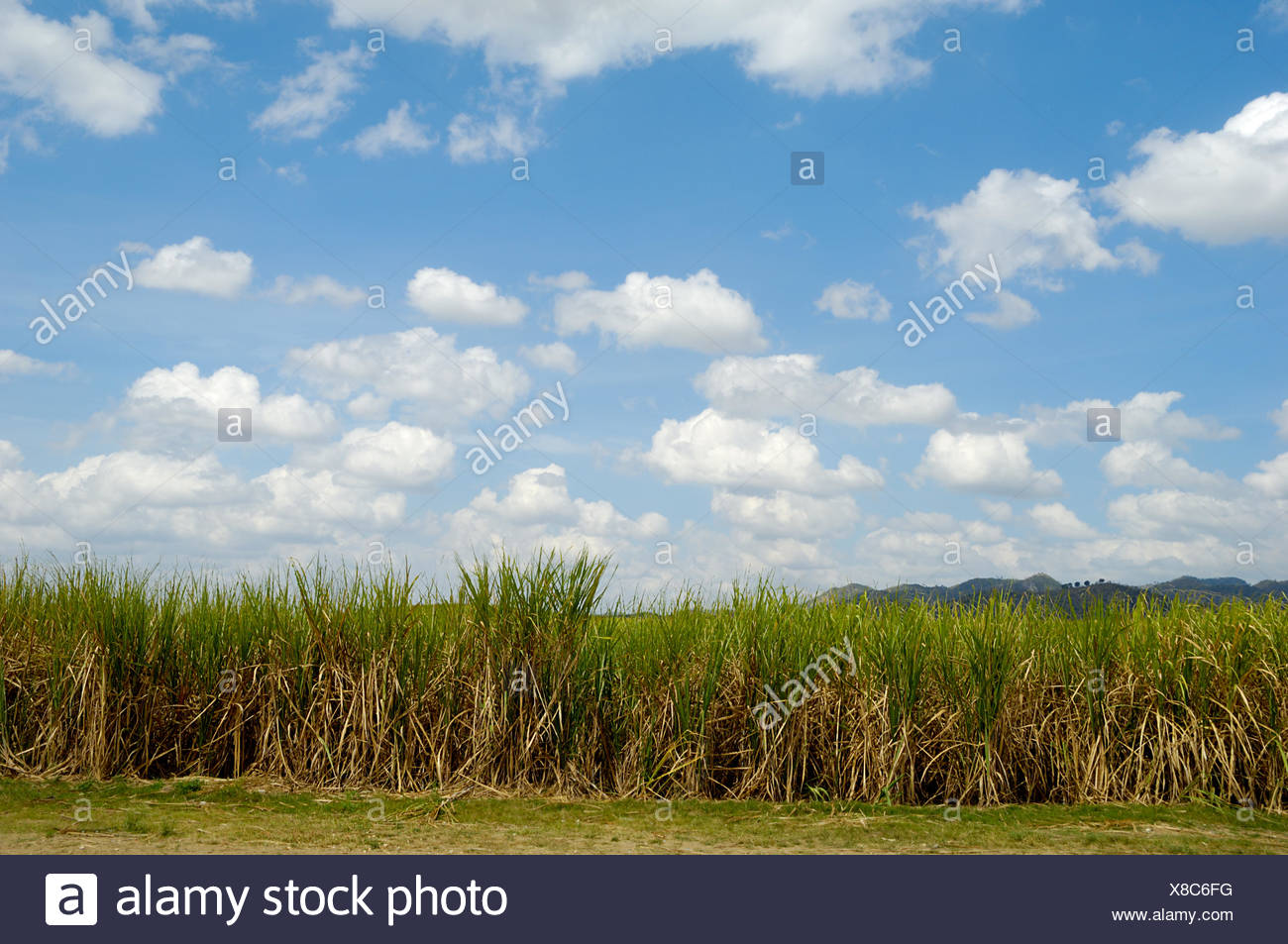 Sugar Cane Field High Resolution Stock Photography and Images - Alamy