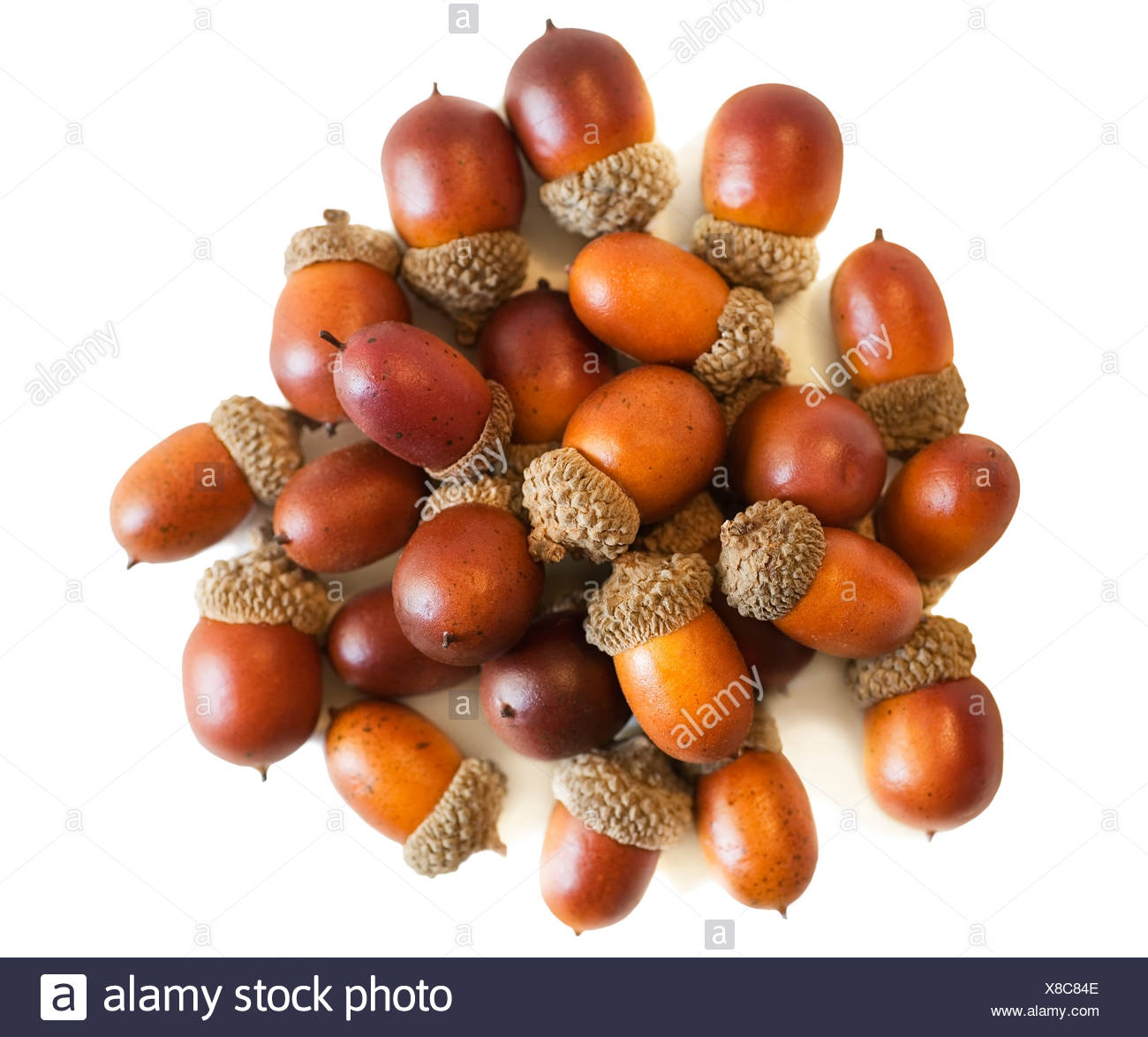 Acorns Cutout Stock Photos & Acorns Cutout Stock Images - Alamy