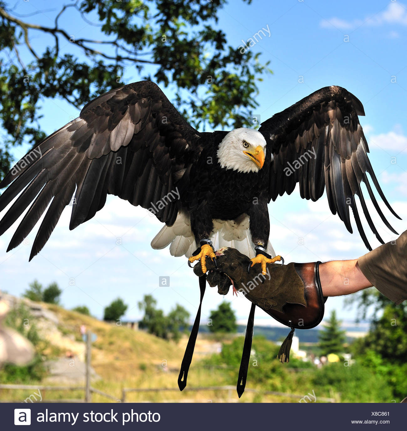 Falconers High Resolution Stock Photography and Images - Alamy