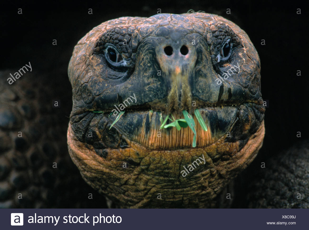 Galapagos Tortoises Not Mating High Resolution Stock Photography and ...