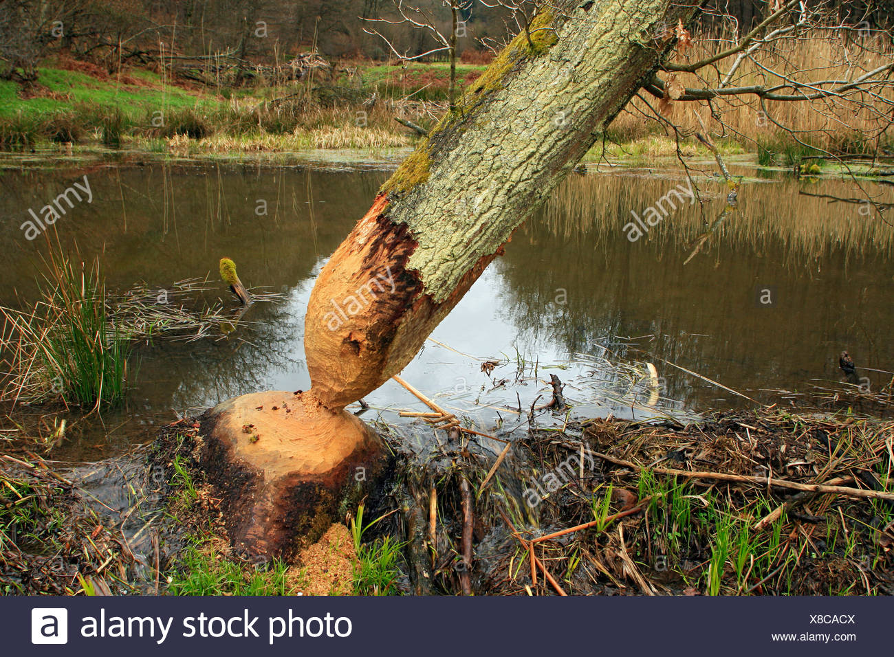 Beaver Felling Tree High Resolution Stock Photography and Images - Alamy