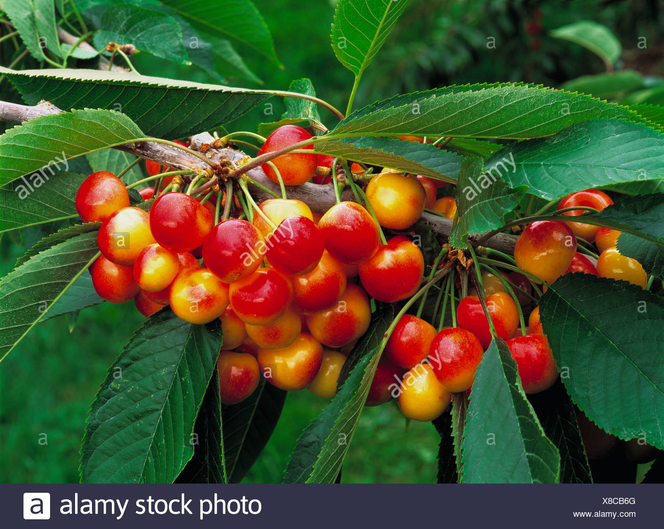 Rainier Cherry Tree Stock Photos & Rainier Cherry Tree Stock Images - Alamy