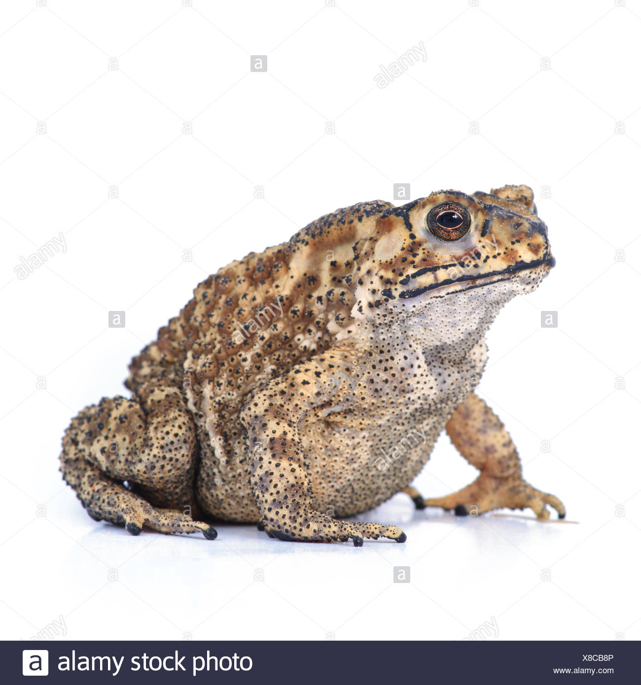 Toad Jumping Stock Photos & Toad Jumping Stock Images - Alamy