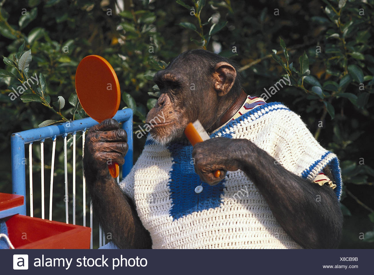 Monkey Brush High Resolution Stock Photography and Images - Alamy