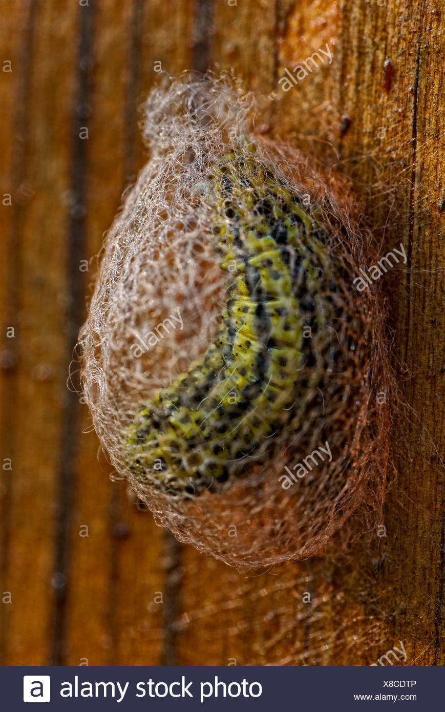 Caterpillar Cocoon Stock Photos & Caterpillar Cocoon Stock Images - Alamy