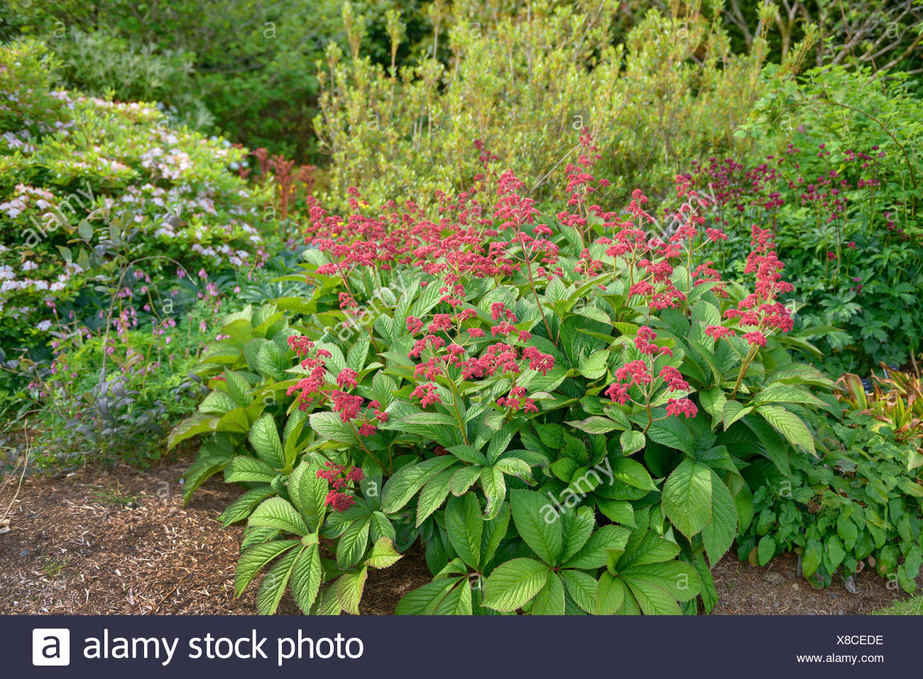 Fingerleaf High Resolution Stock Photography and Images - Alamy