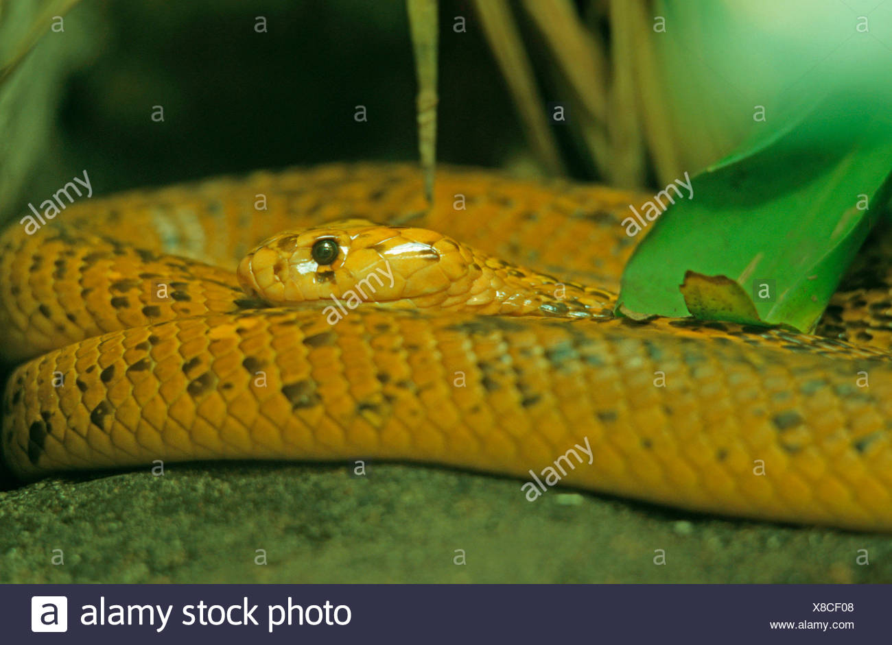 Cape Cobras High Resolution Stock Photography and Images - Alamy