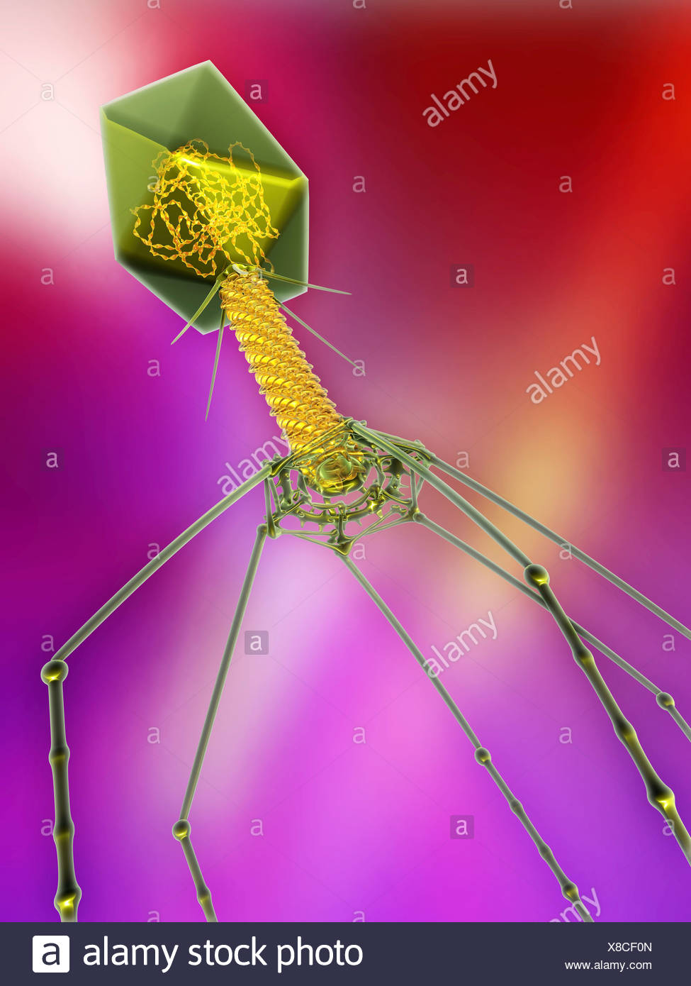 Enterobacteria Phage High Resolution Stock Photography and Images - Alamy
